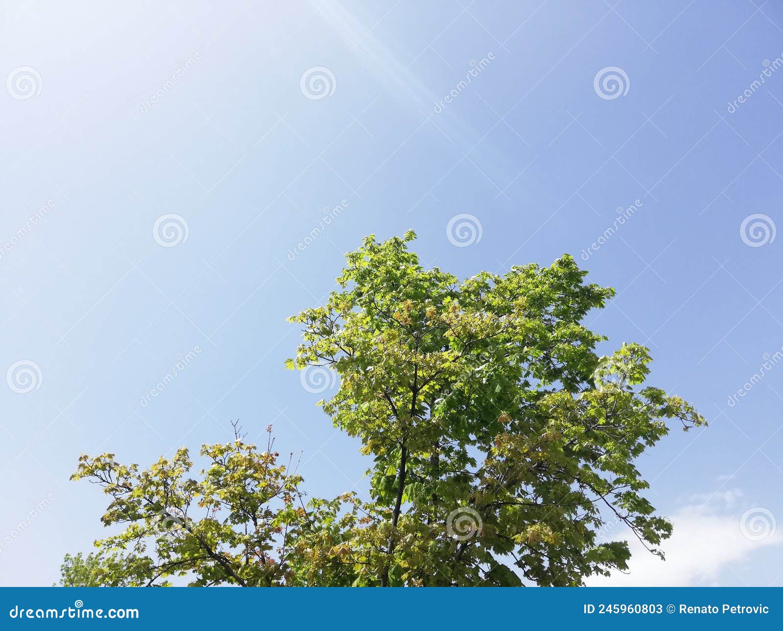 Tree Canopy and Clear Blue Sky Stock Image - Image of yellow, leaf ...