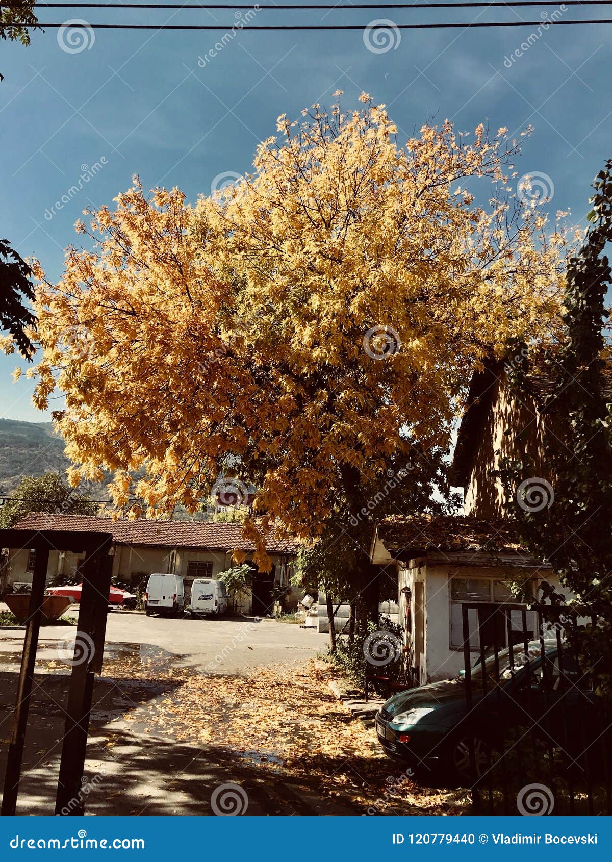 Yellow canopy editorial image. Image of yellow, autumn - 120779440