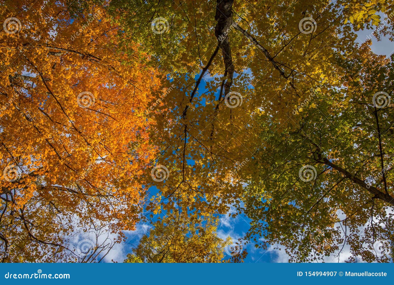 Tree Canopy in the Fall in Eastern Canada Stock Image - Image of ...