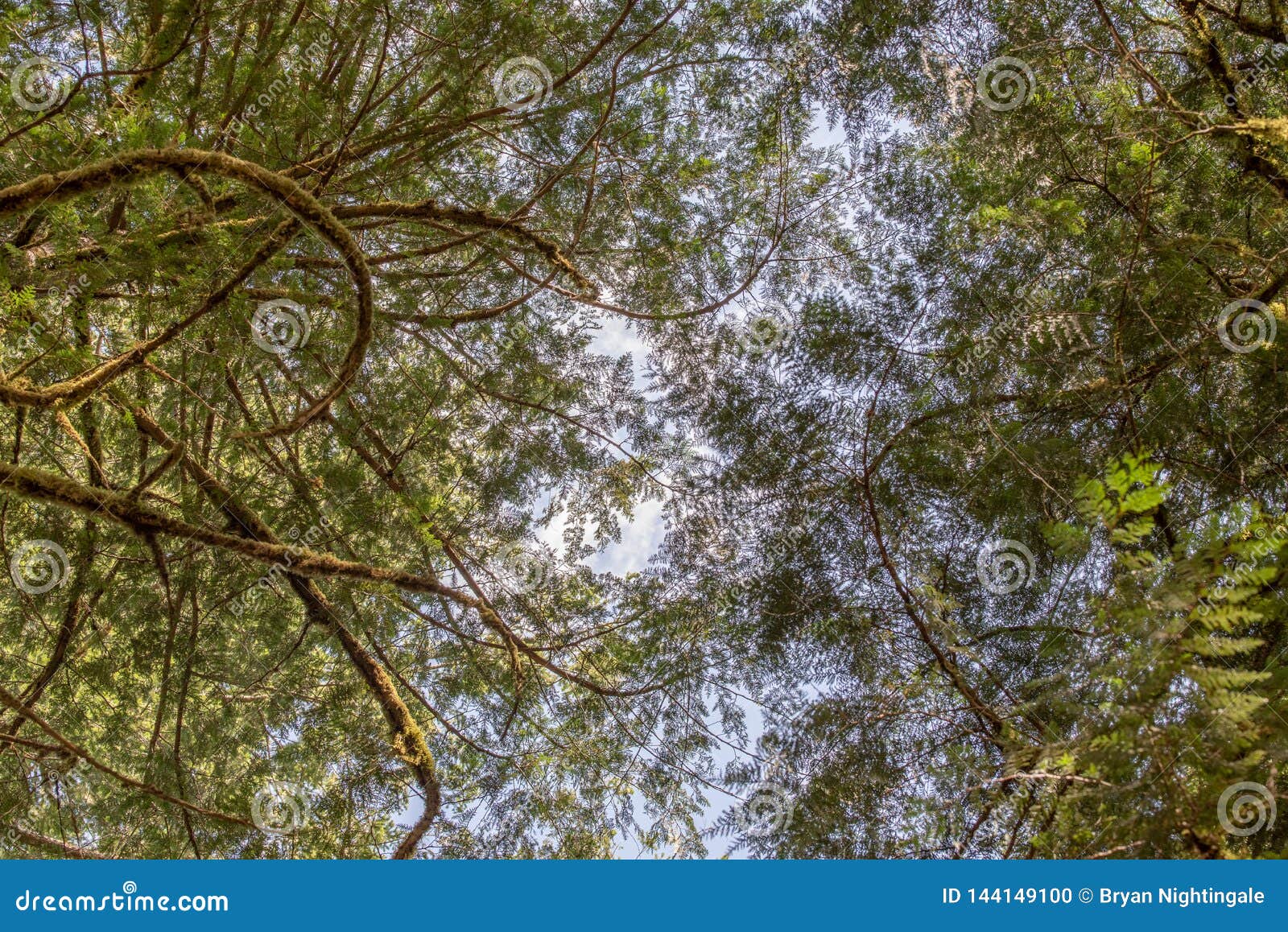 Tree Canopy from Forest Floor Stock Photo - Image of looking, scenic ...