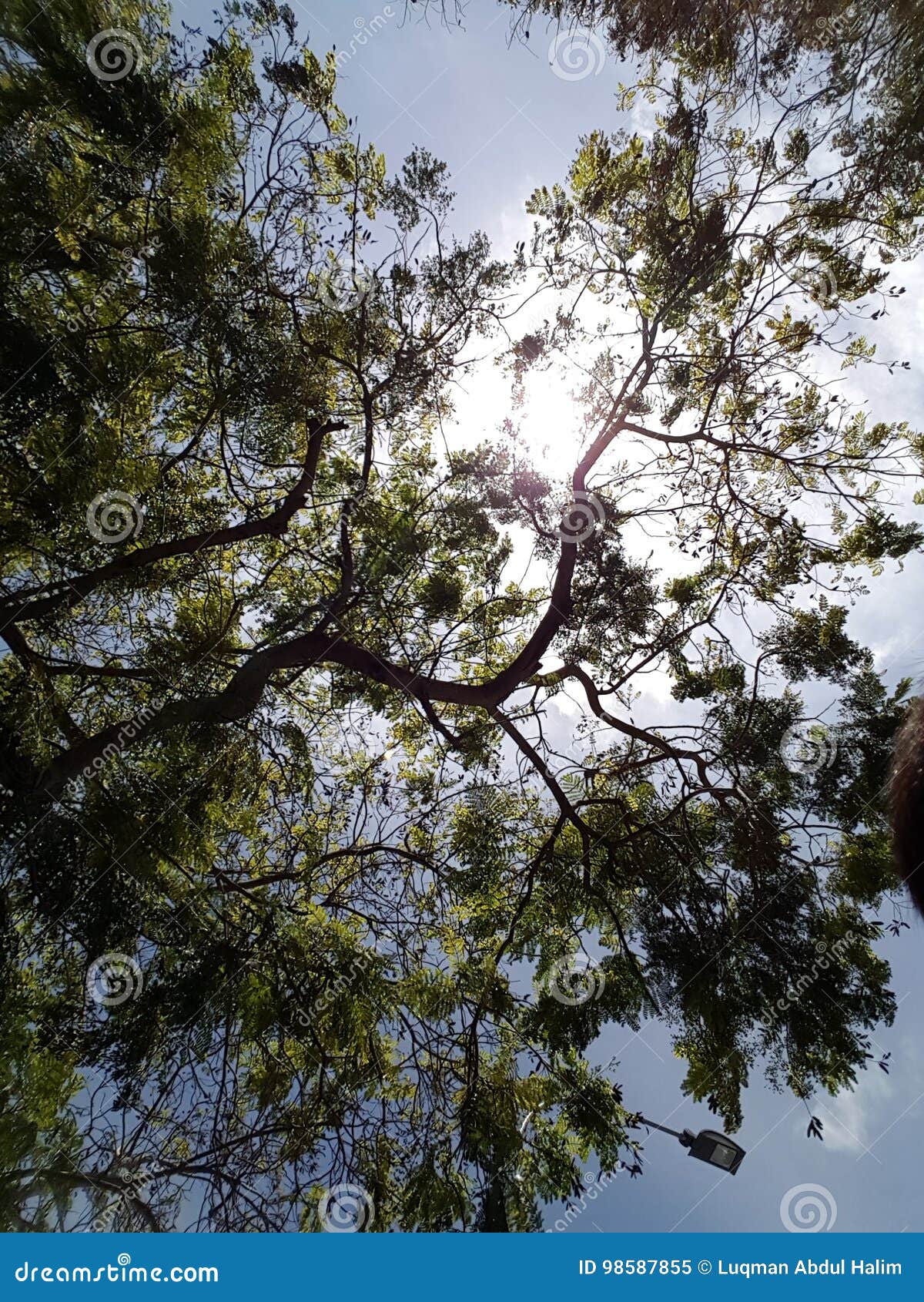 Tree canopy stock image. Image of mature, earth, crop - 98587855