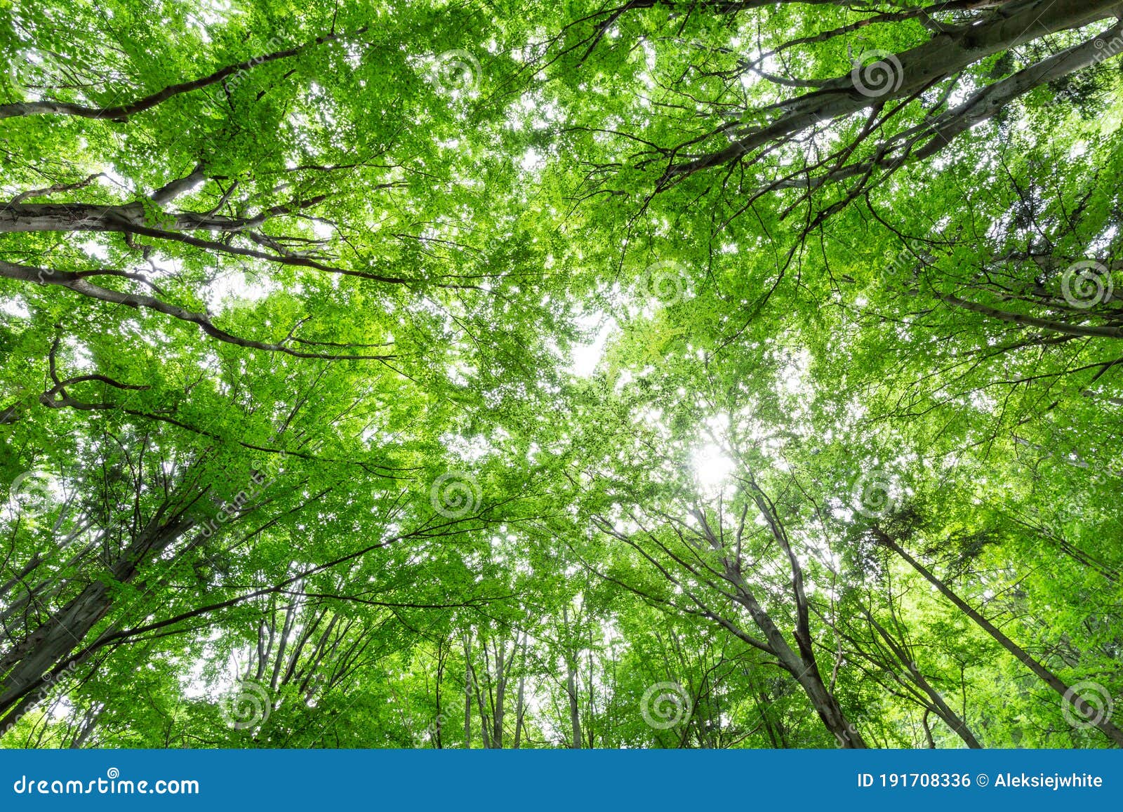 Tree Canopy, Forest Wide Angle Landscape Stock Photo - Image of bright ...