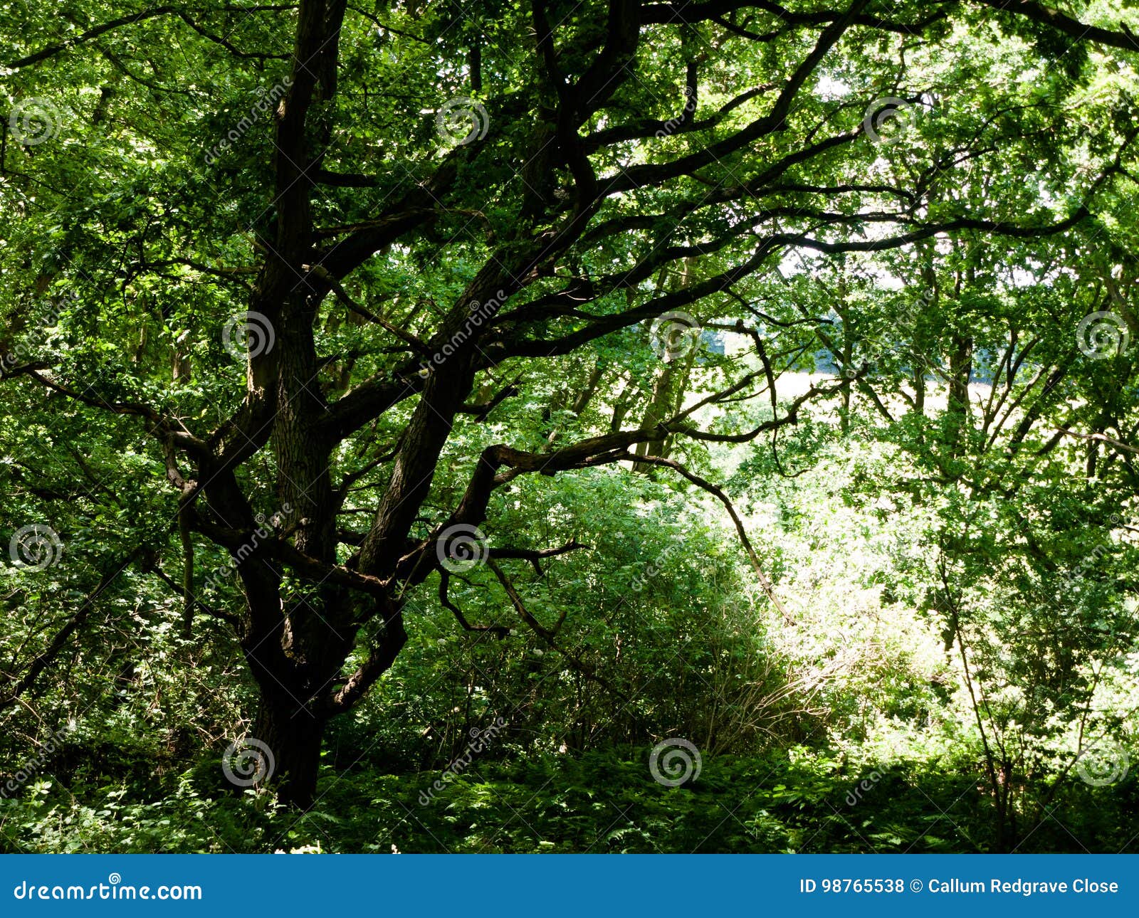 Tree Canopy Leaves Bark Texture Above in Forest with Light Stock Photo ...