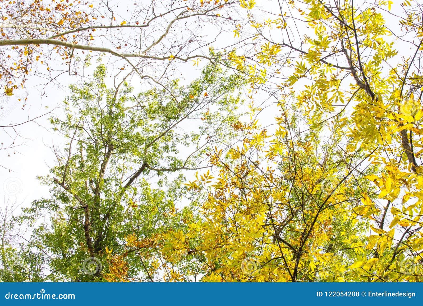 Tree Canopy of Leaves stock photo. Image of leaves, fall - 122054208