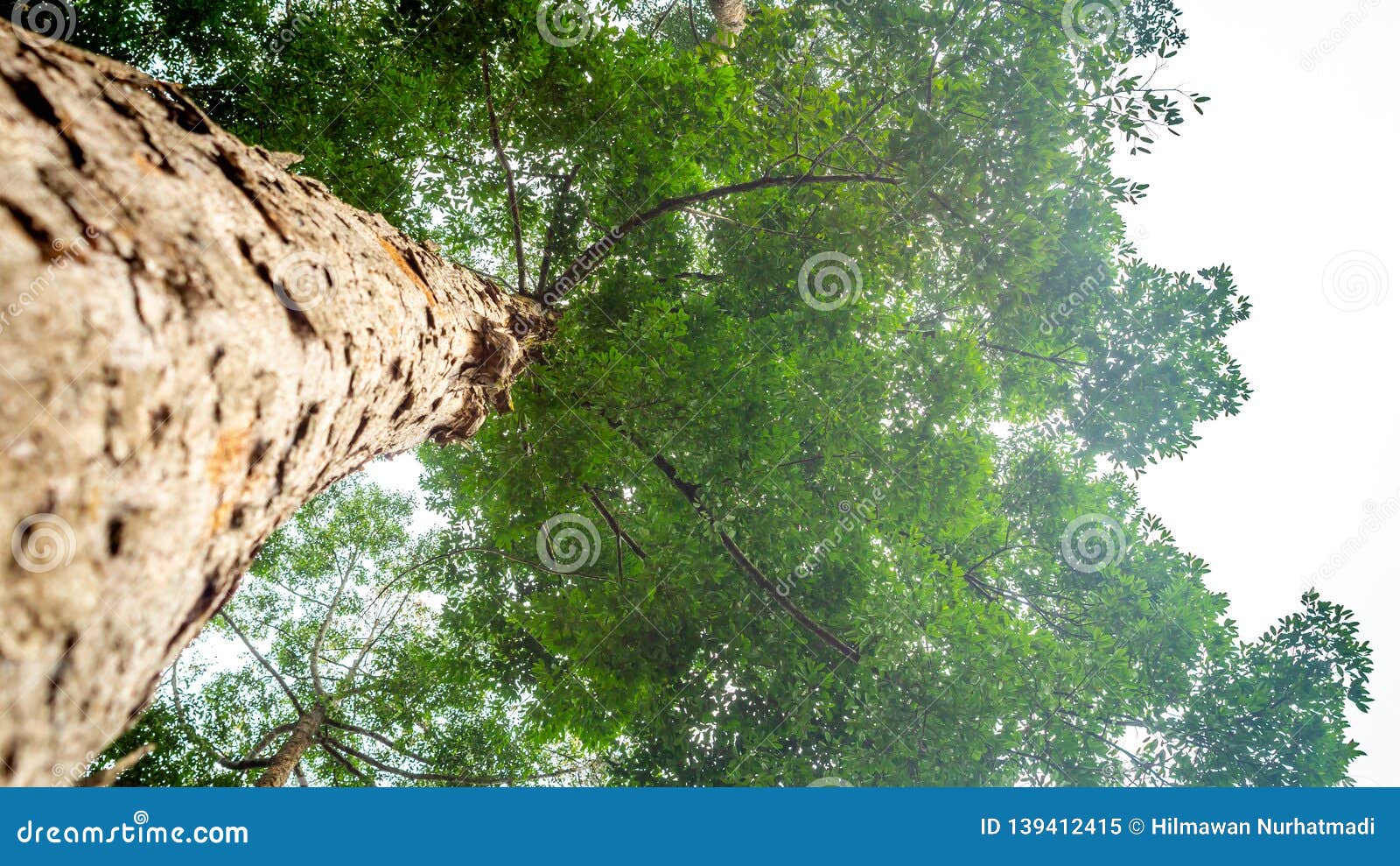 Tree Canopy Looked from Below Stock Image - Image of green, stem: 139412415