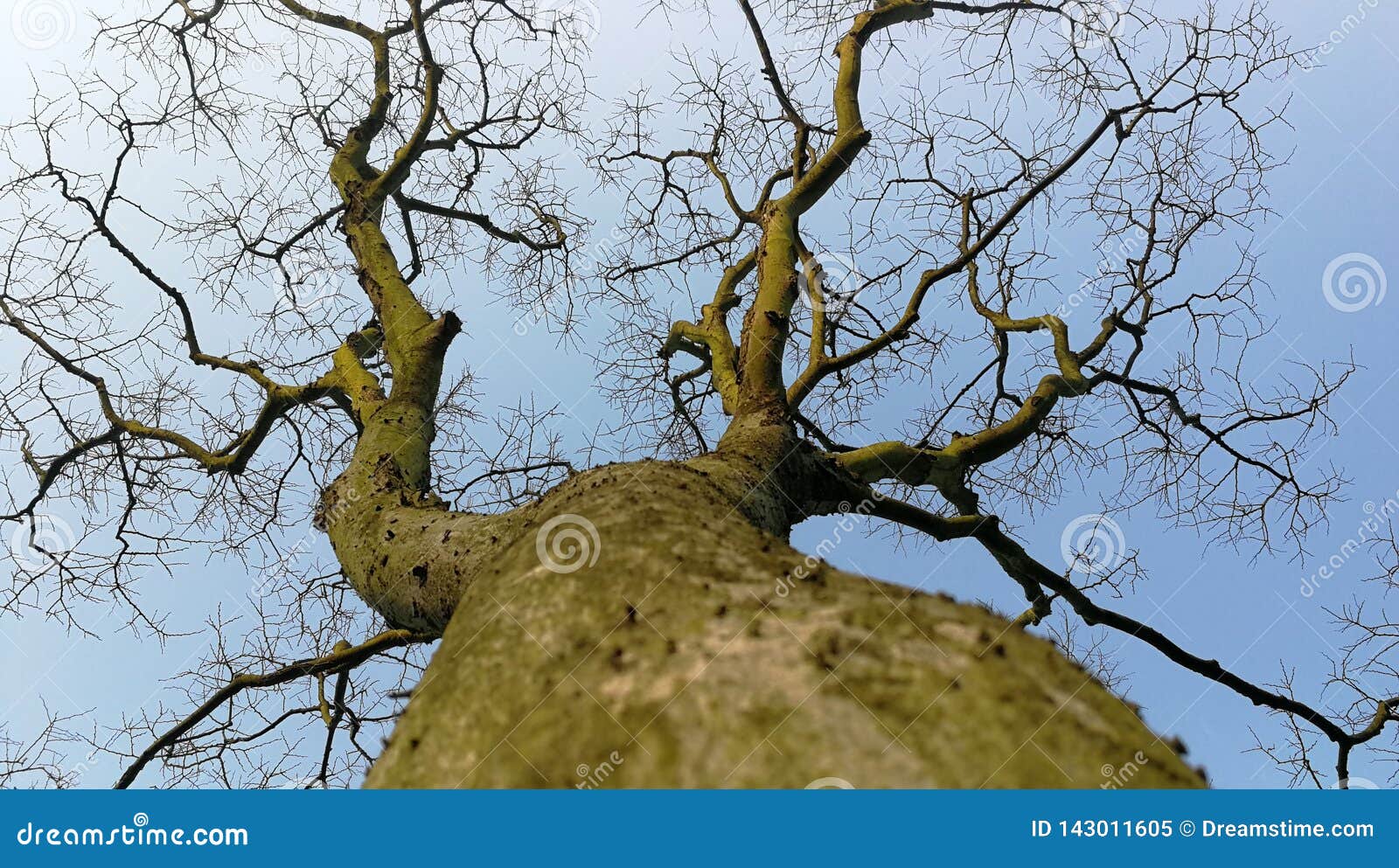 Tree Canopy. stock image. Image of canopy, vigorous - 143011605