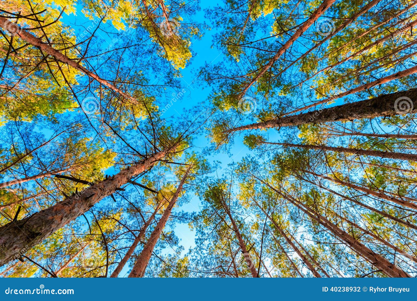 Tree canopy stock photo. Image of scenic, plant, flora - 40238932