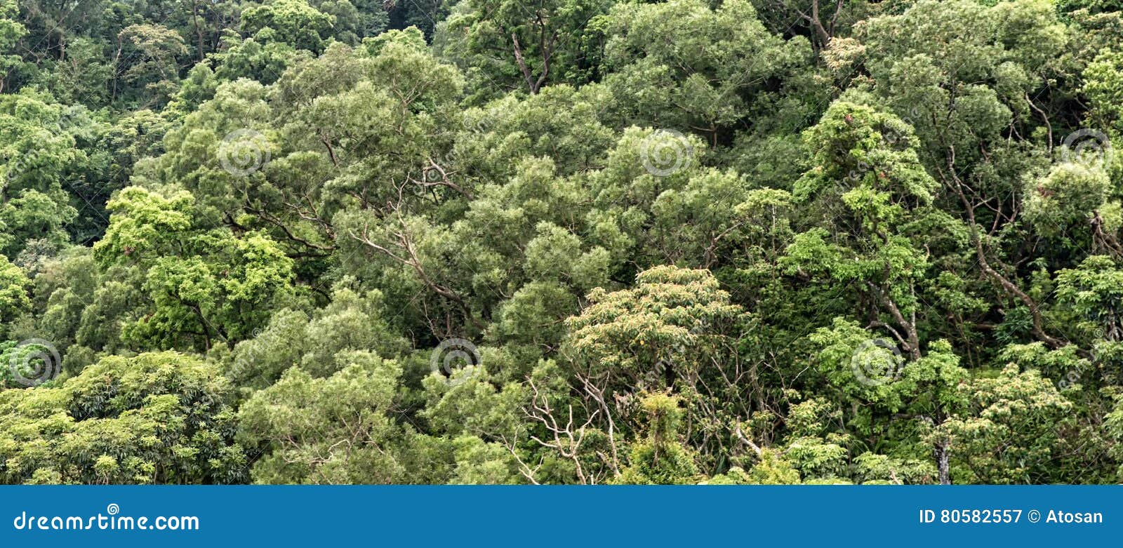 Tree Canopy Nature Background Stock Image - Image of landscape, fresh ...