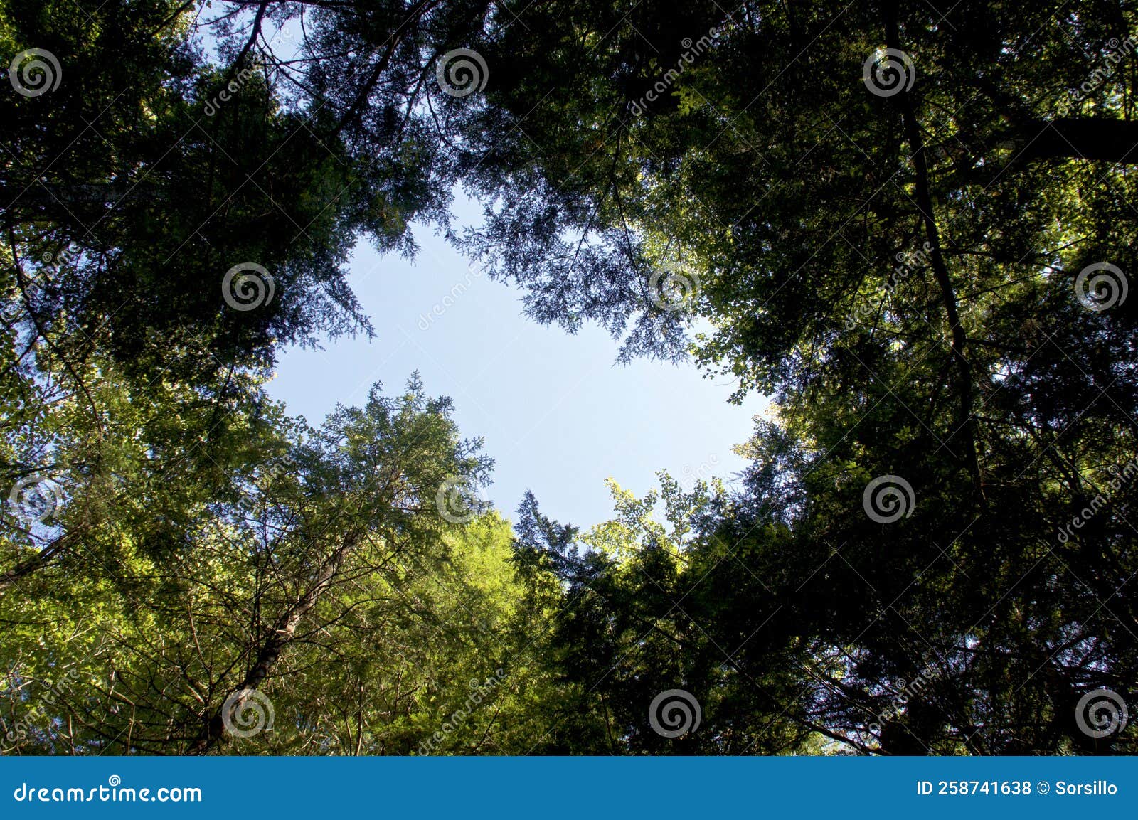 Tree Canopy with Open Sky in Center Stock Photo - Image of branches ...