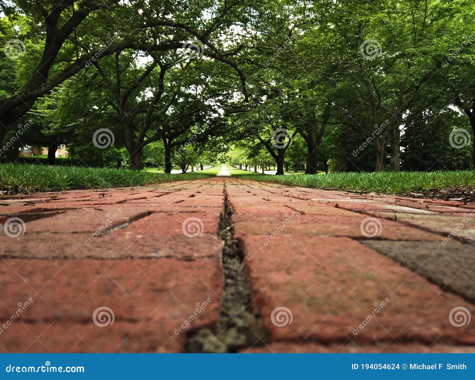 The pathway stock photo. Image of canopy, avenue, alley - 194054624