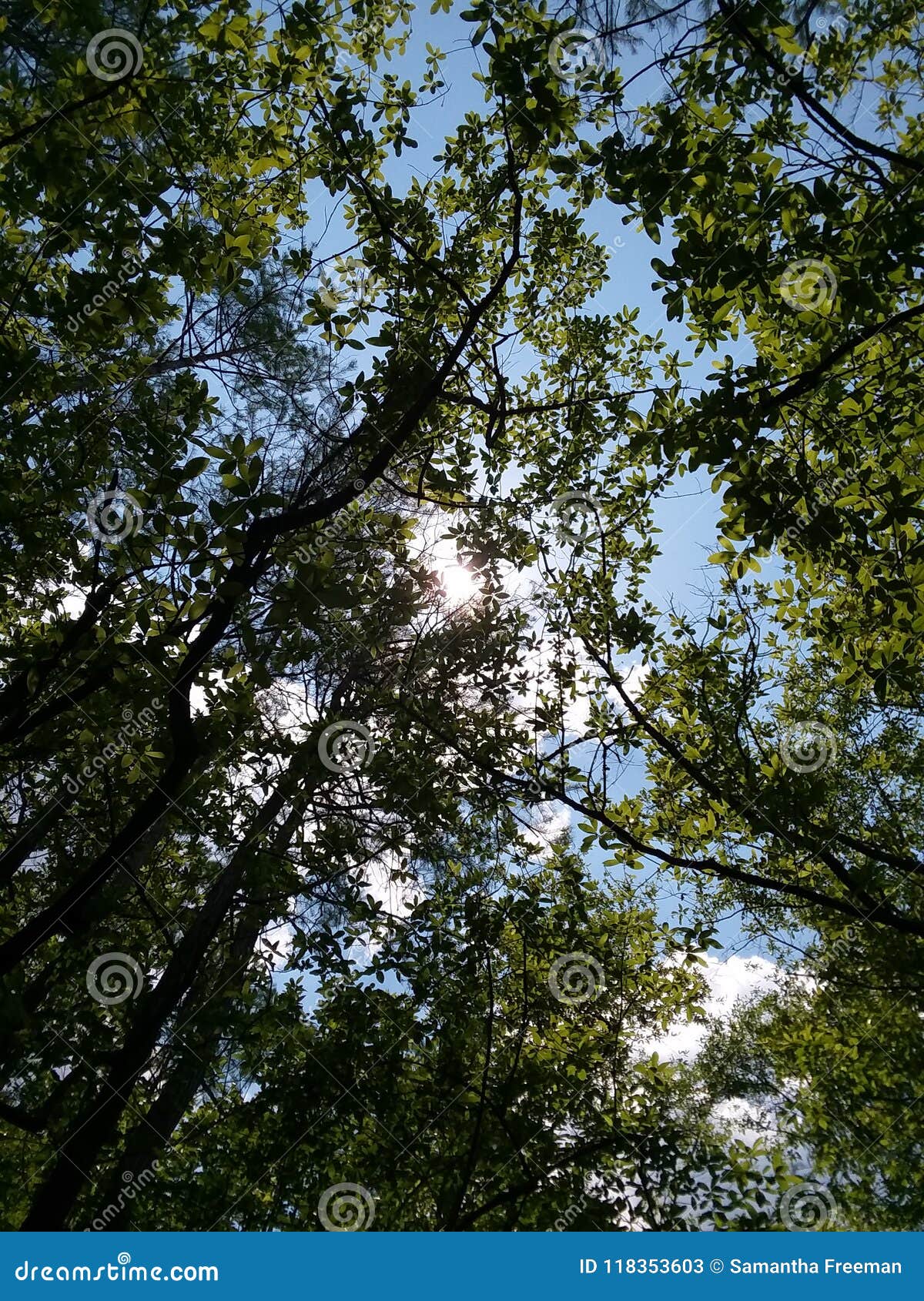 Tree canopy stock image. Image of canopy, tree, leaves - 118353603