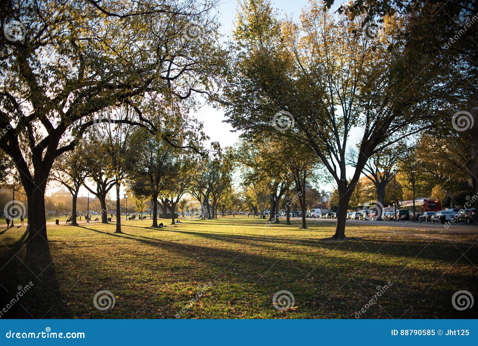 Tree Canopy in Park at Sunset Stock Image - Image of looking, lonely ...