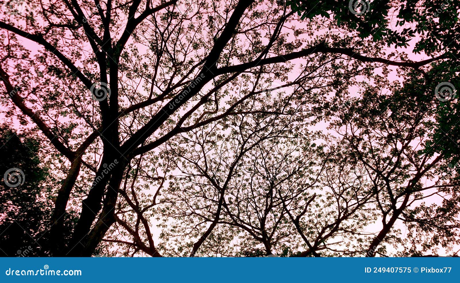 Tree Canopy Pattern Silhouette with Sunset Sky Stock Image - Image of ...