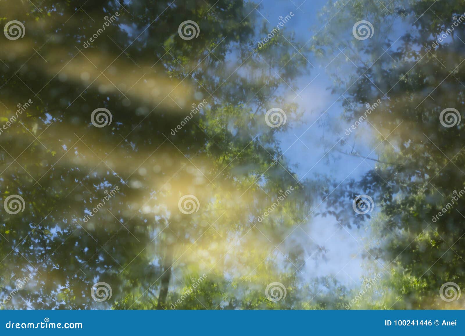 Tree Canopy Reflecting in a Body of Water on a Nice Summer Sunny Day ...