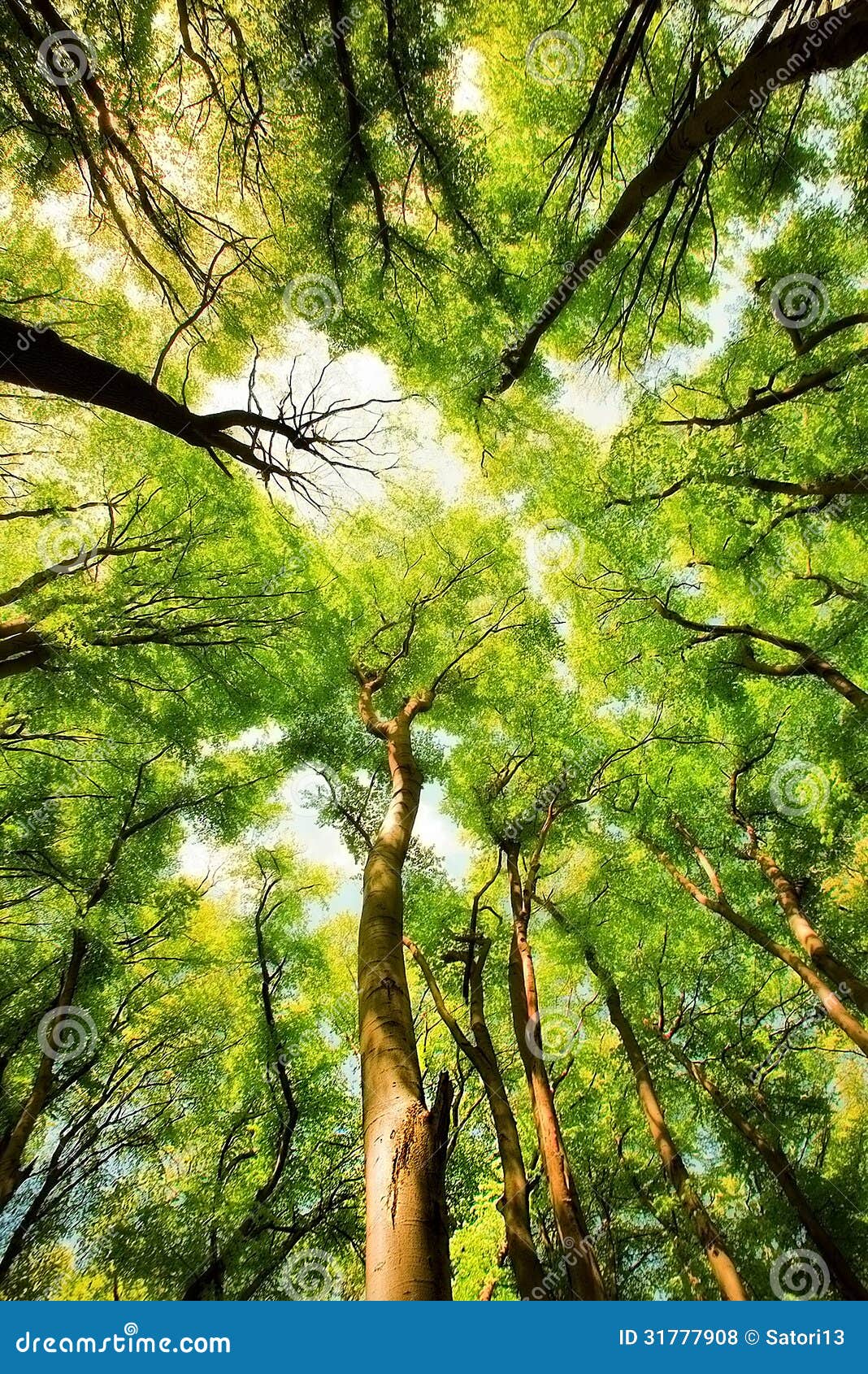 Tree canopy stock photo. Image of park, outdoors, angle - 31777908