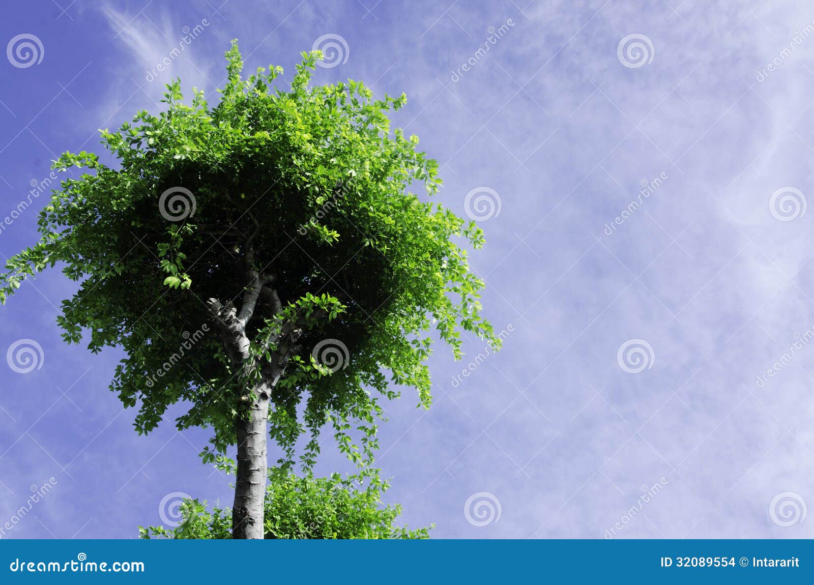 Tree canopy. stock photo. Image of growth, scene, landscape - 32089554