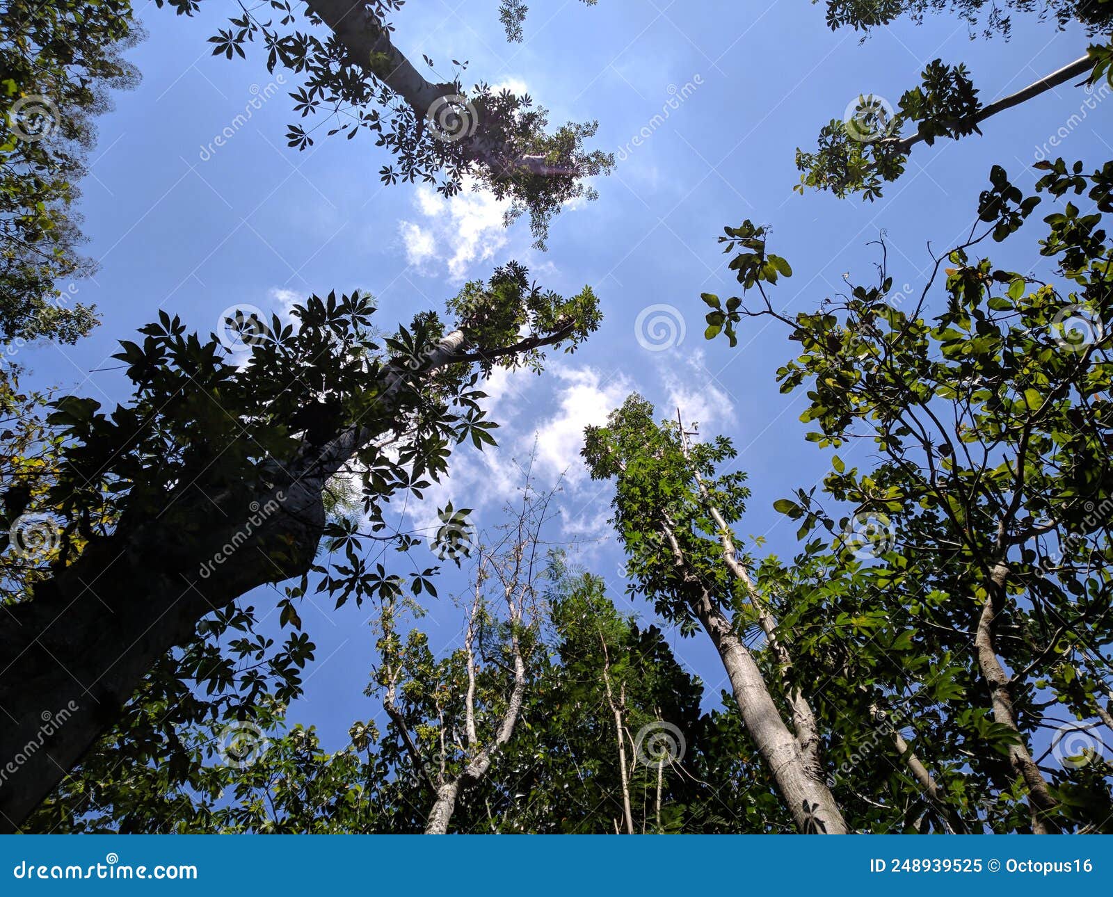 Tree Canopy in Spring Time Over Blue Sky. Low Angle. Stock Image ...