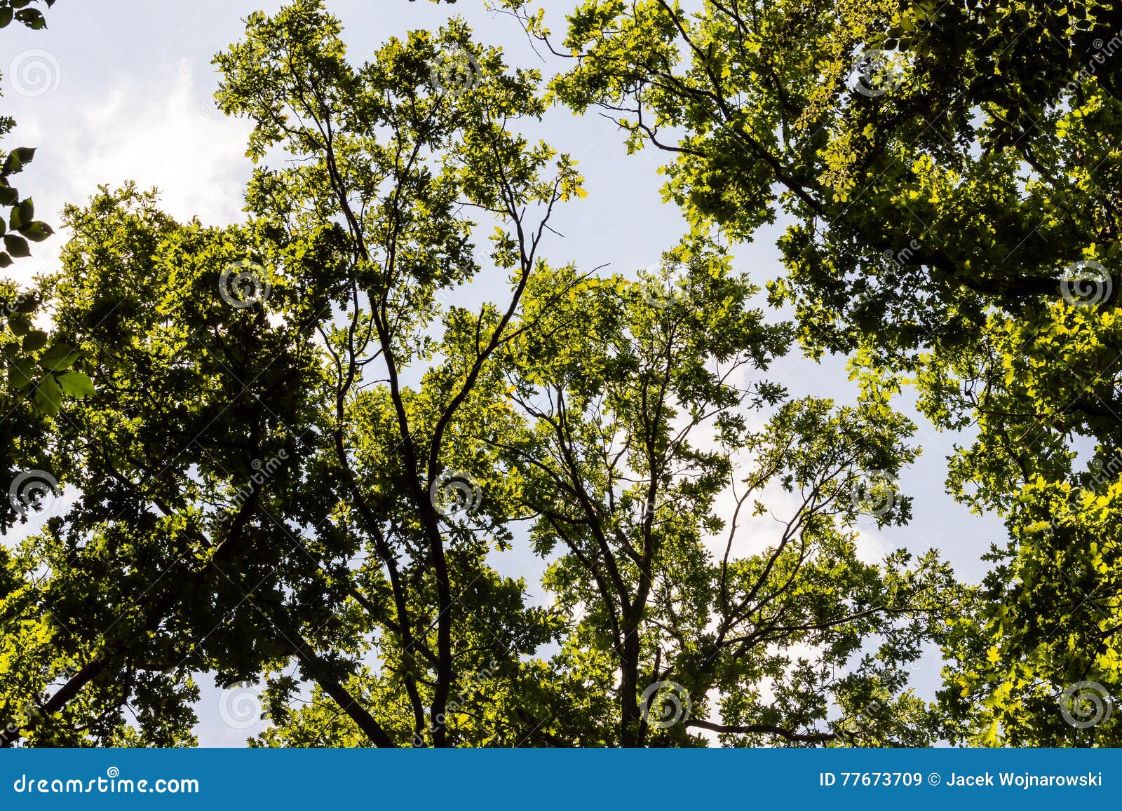 Tree Canopy stock image. Image of flowers, poland, tree - 77673709