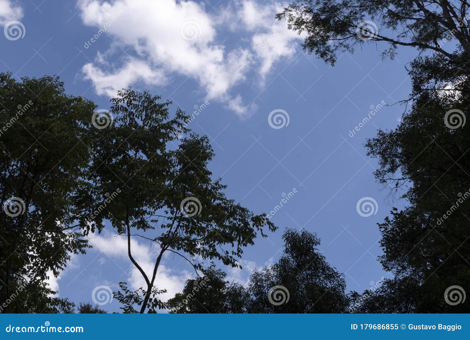 Tree canopy under blue sky stock image. Image of canopy - 179686855