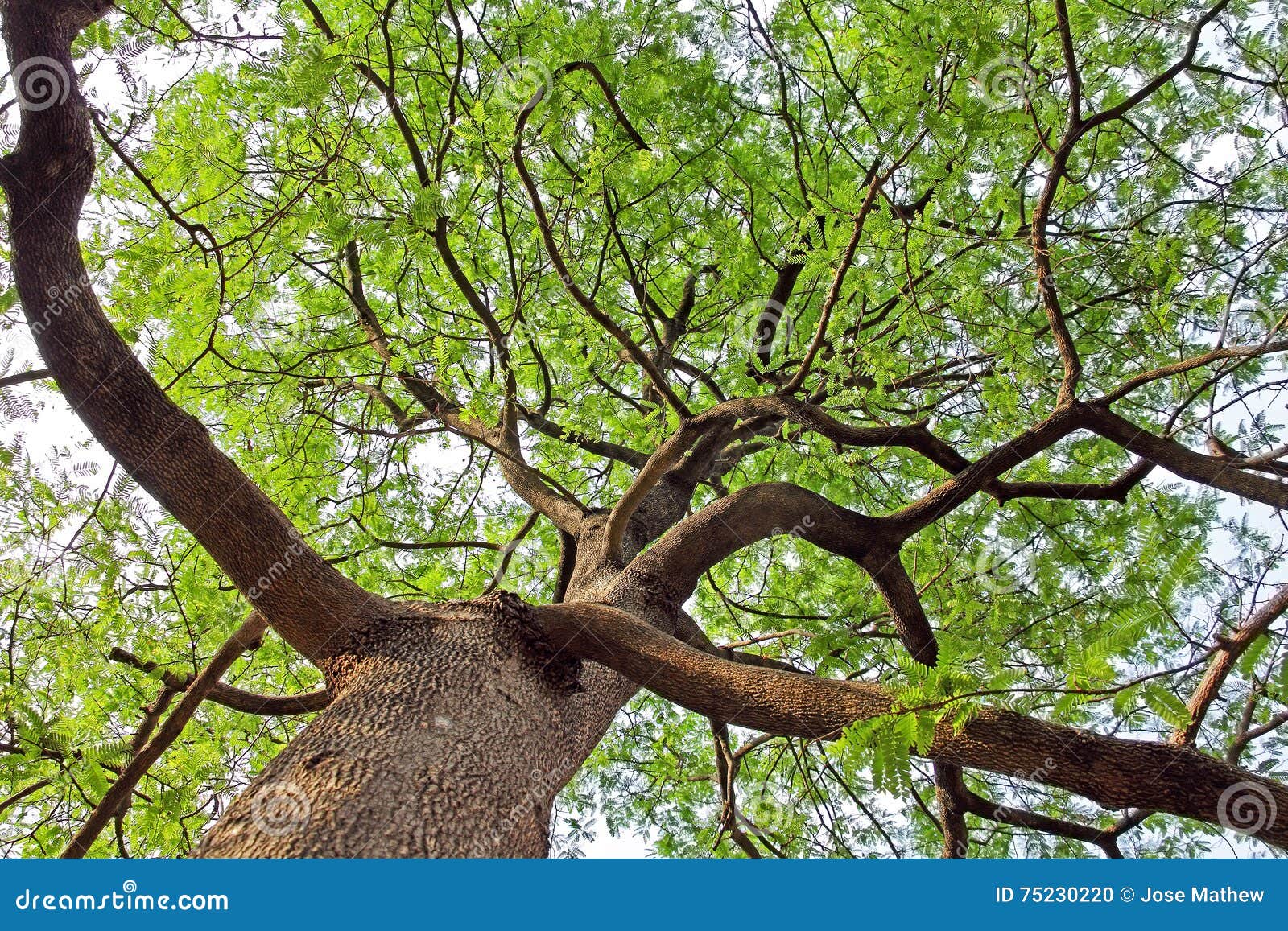 Tree Canopy View stock photo. Image of green, view, nature - 75230220