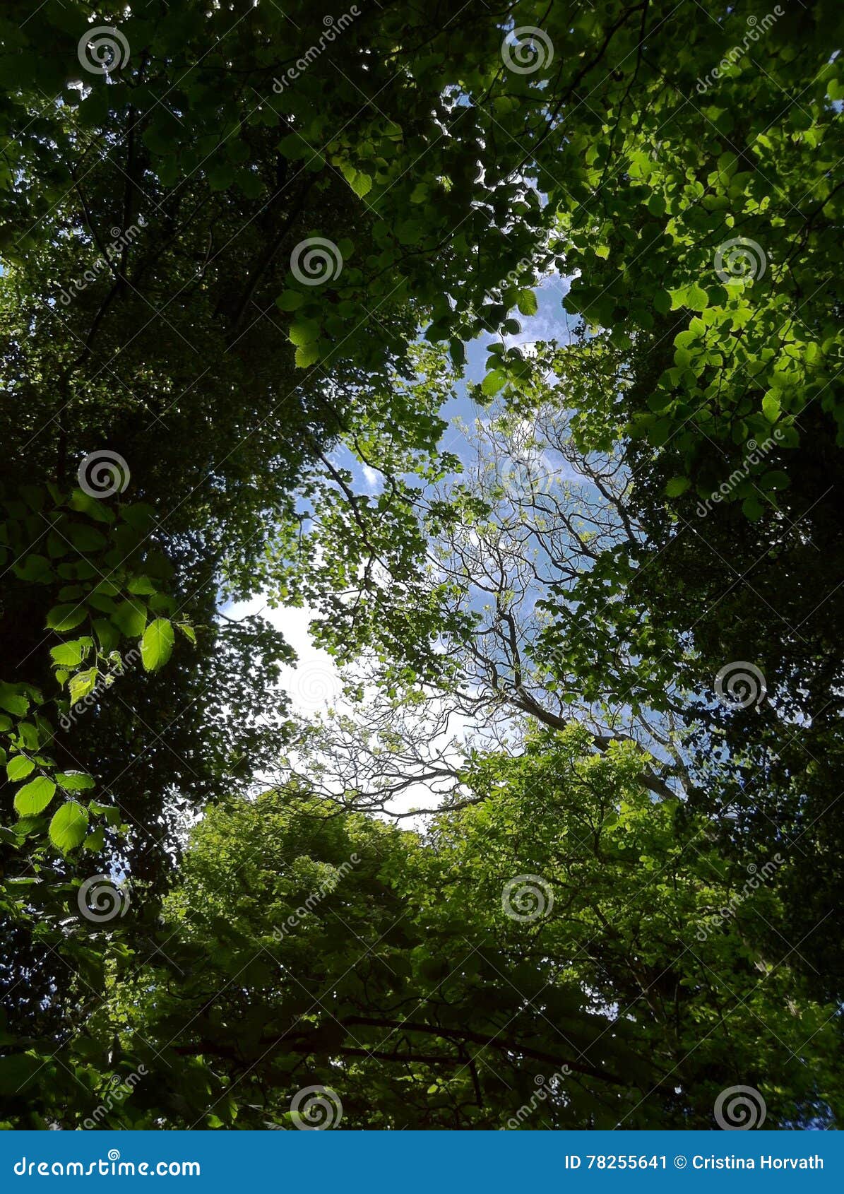 Tree Canopy stock image. Image of view, blue, canopy - 78255641