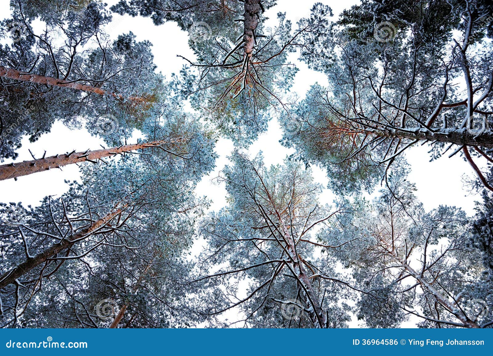 Tree canopy in winter stock photo. Image of beauty, canopy - 36964586