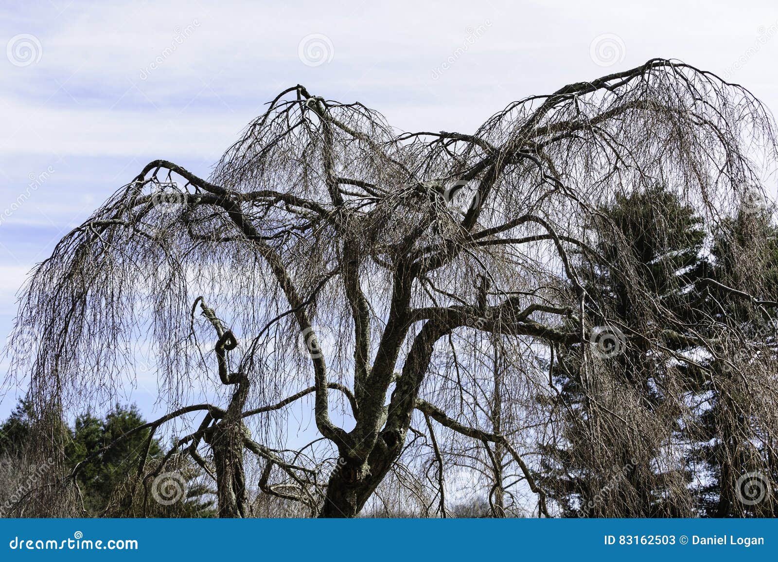 Tree canopy in winter stock image. Image of park, tree - 83162503