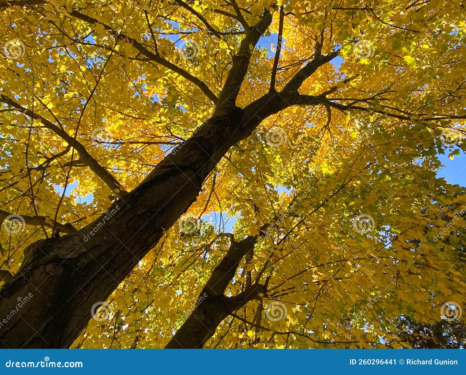 Tree and Canopy of Yellow Leaves Fall Foliage Stock Image - Image of ...