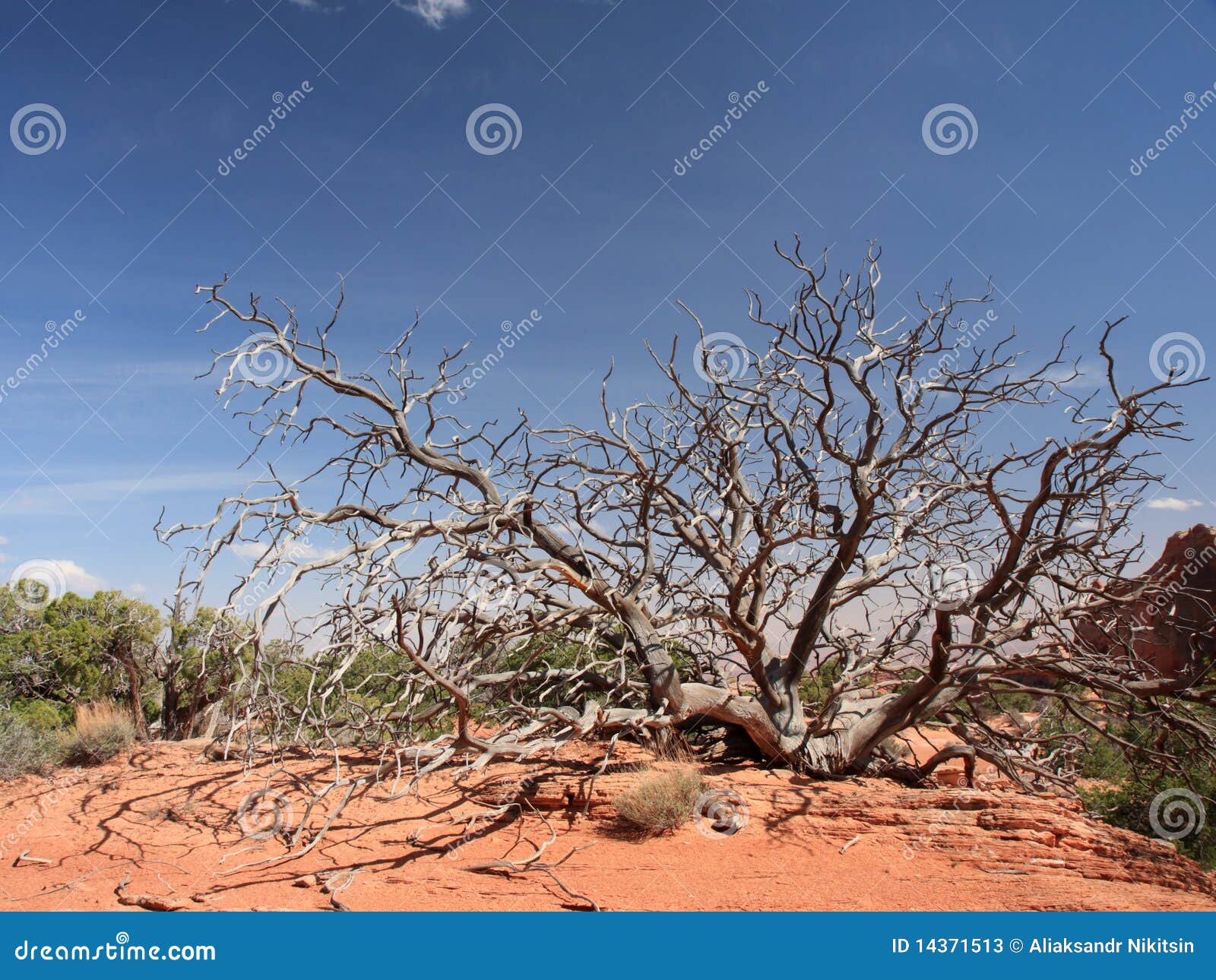 Tree in Canyonlands stock image. Image of plant, wilderness - 14371513