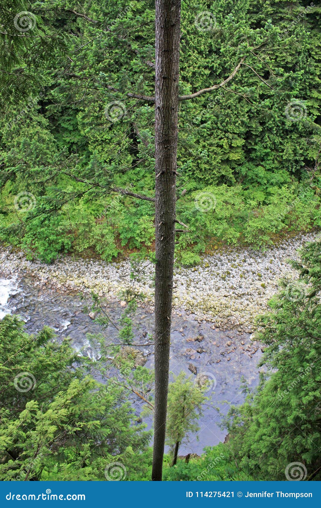 Capilano Rain Forest, Canada Stock Image - Image of tree, canada: 114275421
