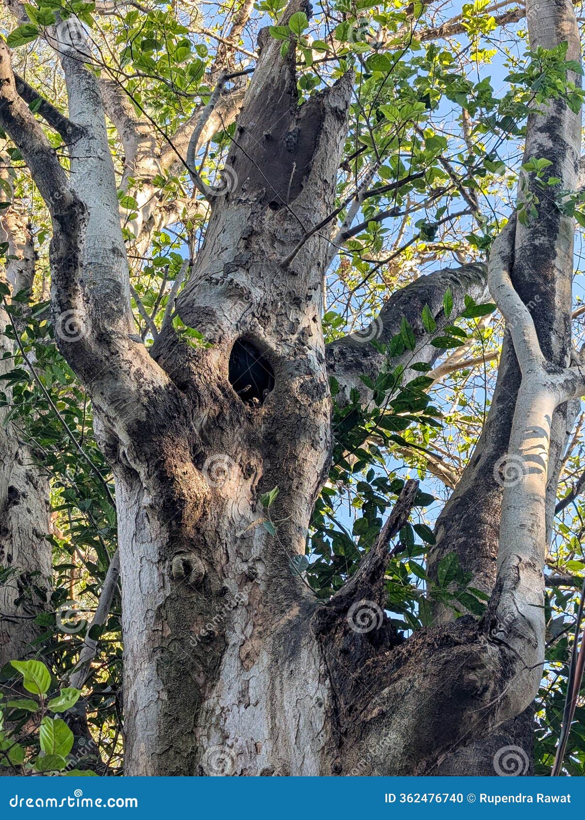 Tree with Captivity Hole Resembling Human Body Structures, India Stock ...