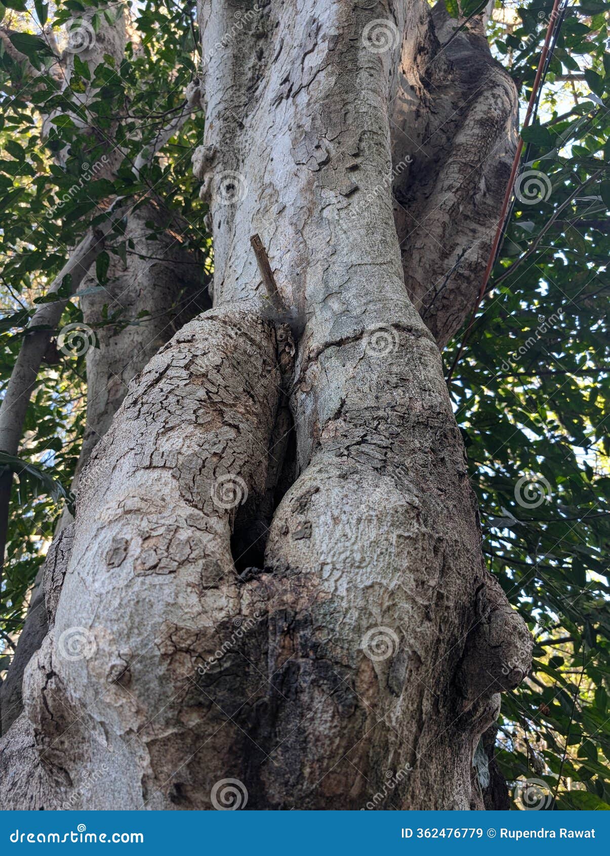 Tree with Captivity Hole Resembling Human Body Structures, India Stock ...