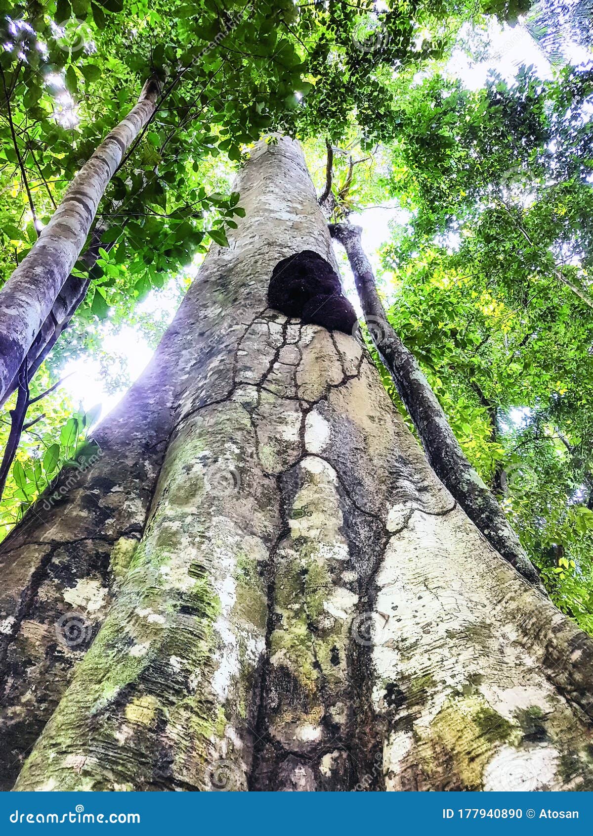 Tree carbuncle stock photo. Image of bent, rainforest - 177940890
