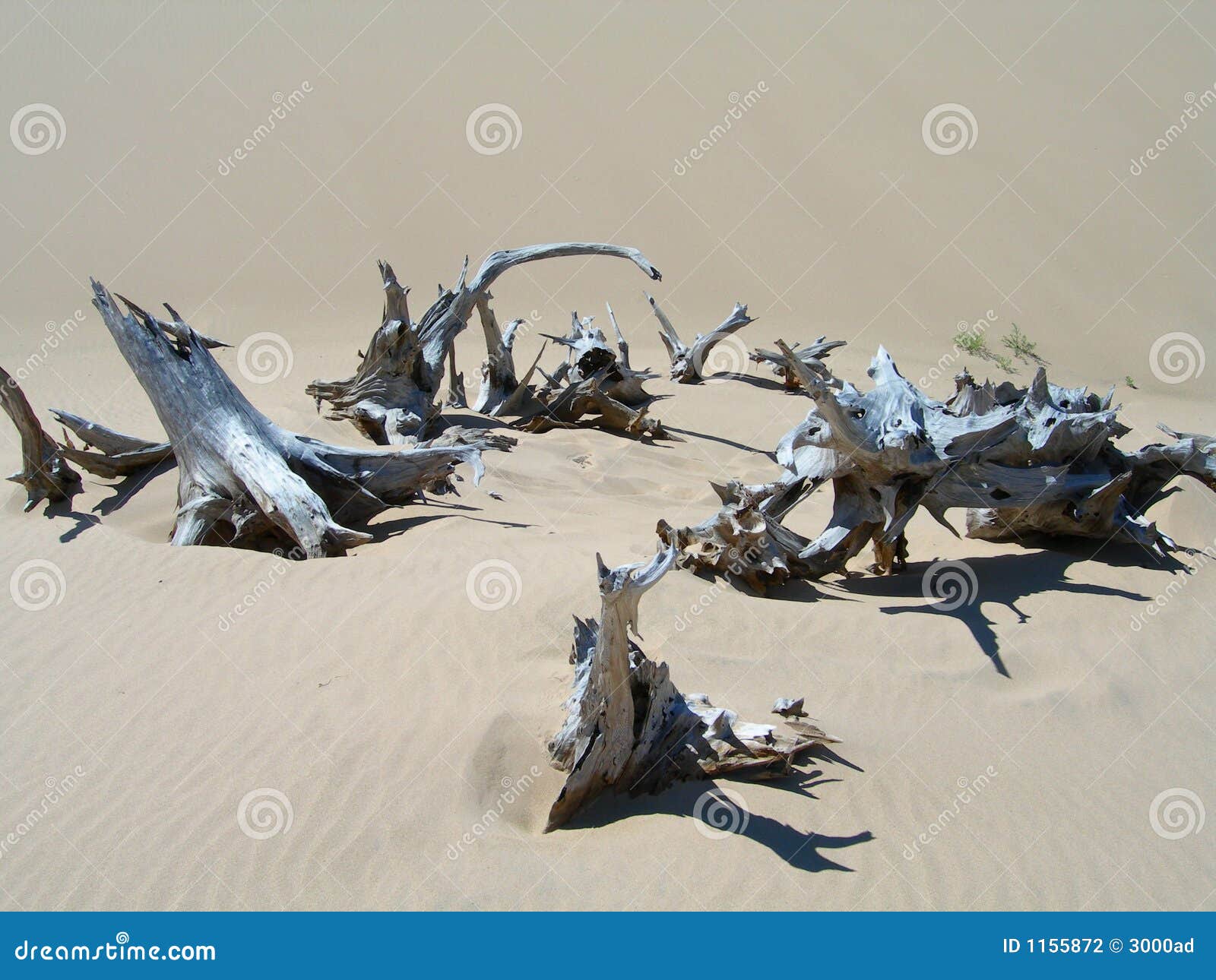 Tree Carcases in Dry Arid Environment Stock Photo - Image of weird ...