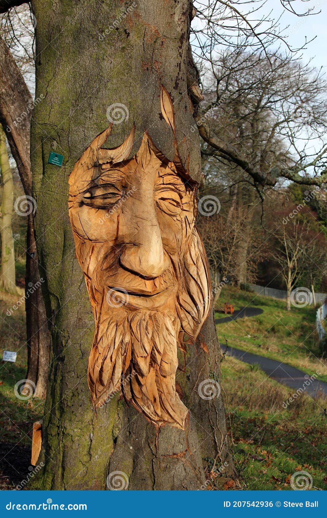 Tree Carving Of A Giant Life-like Head Stock Photo | CartoonDealer.com ...