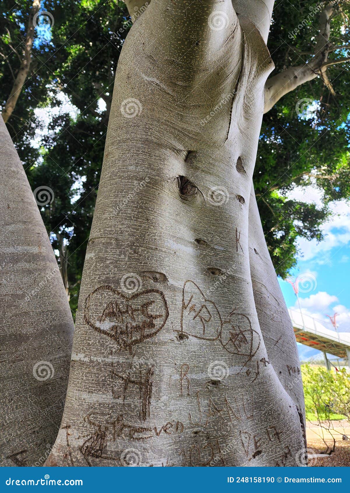 Tree Carving - Love stock photo. Image of love, tree - 248158190
