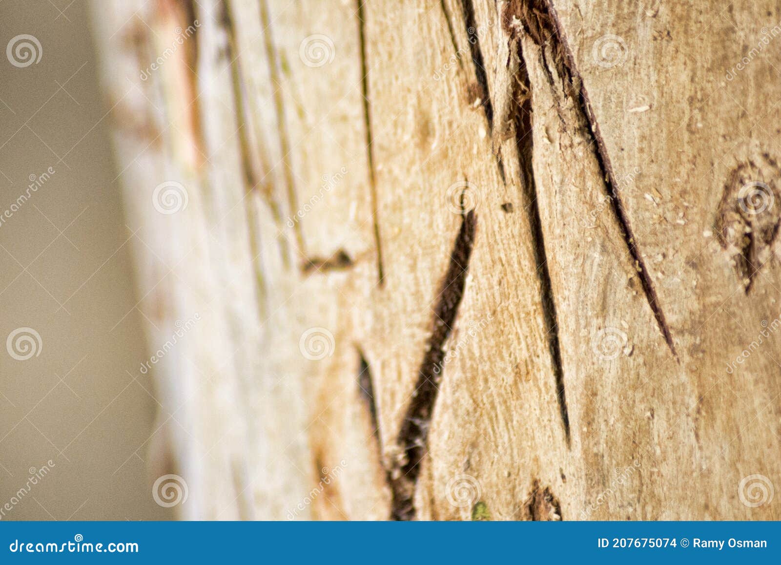 The tree carving stock photo. Image of rock, geology - 207675074