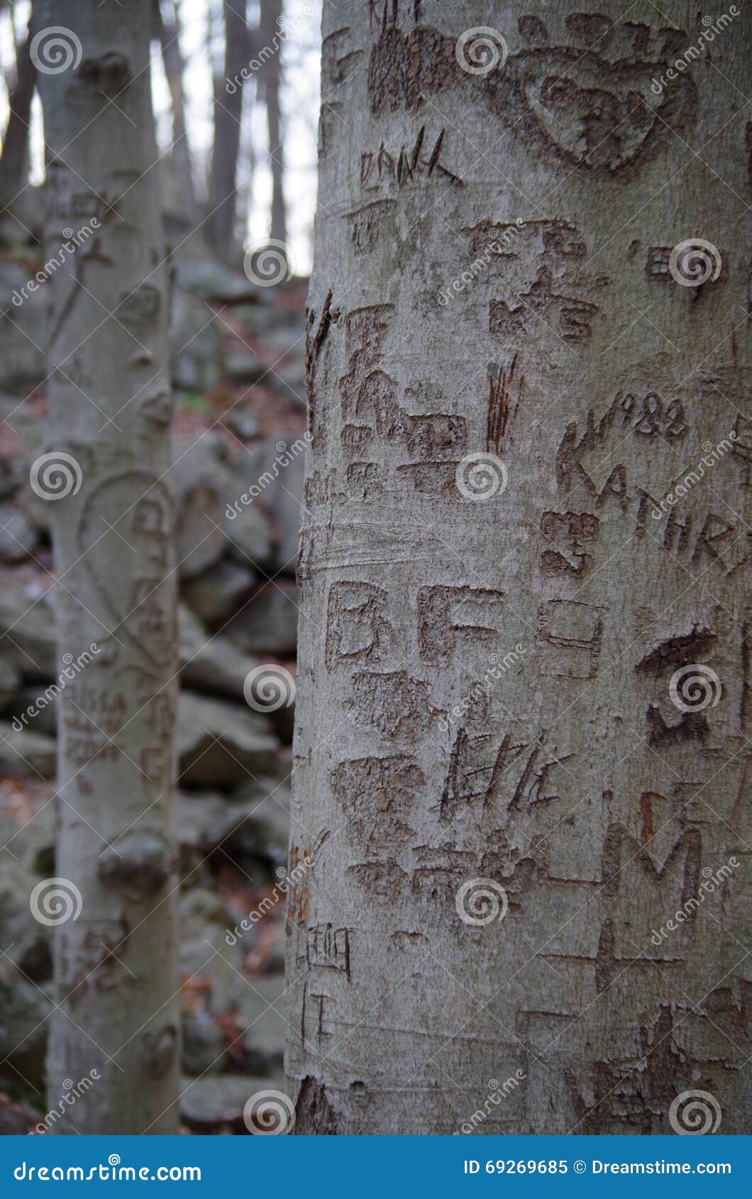 Tree Carvings stock image. Image of trees, rustic, forever - 69269685