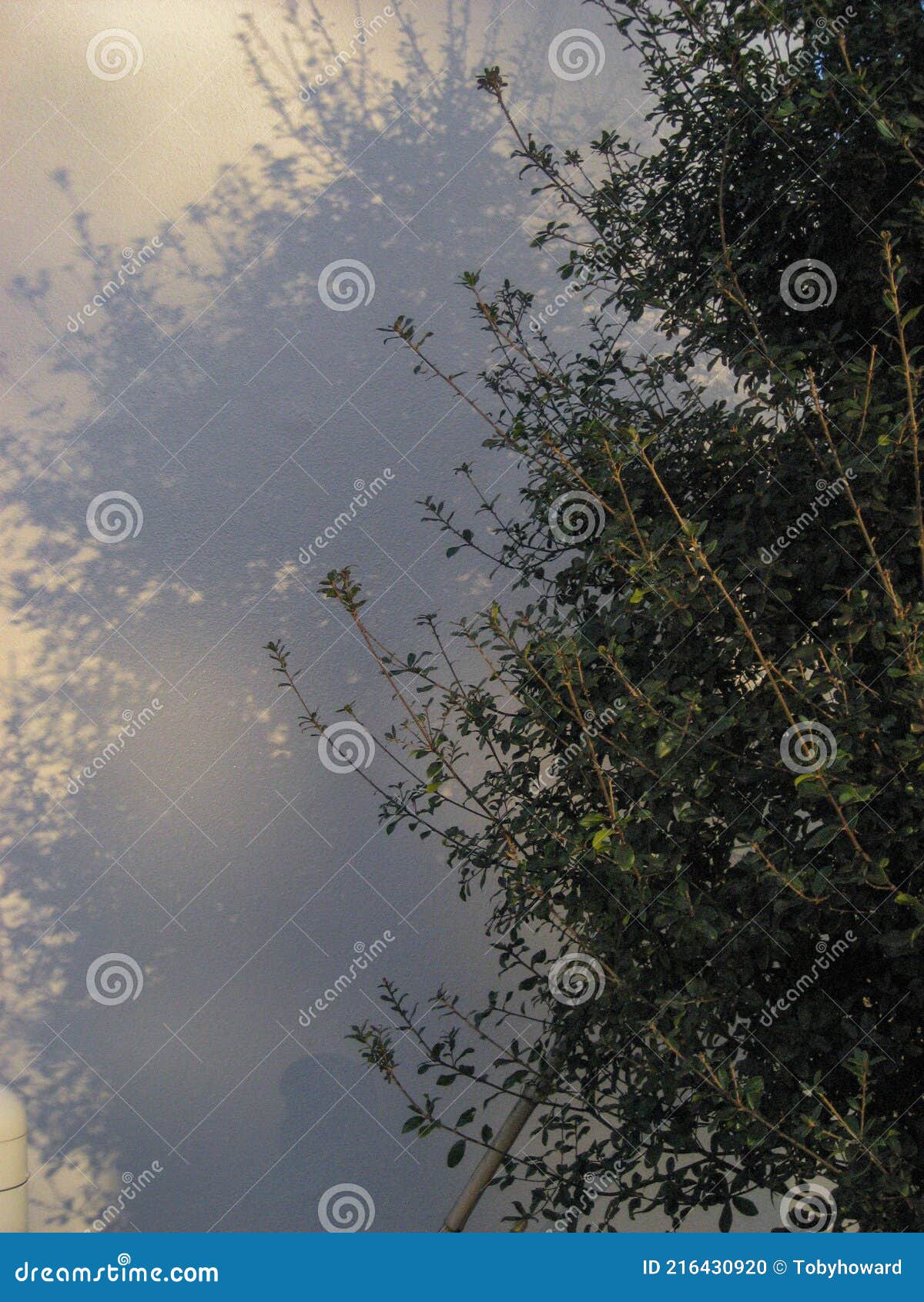 Tree Casting Shadow on Wall, Japan Stock Photo - Image of japan, season ...