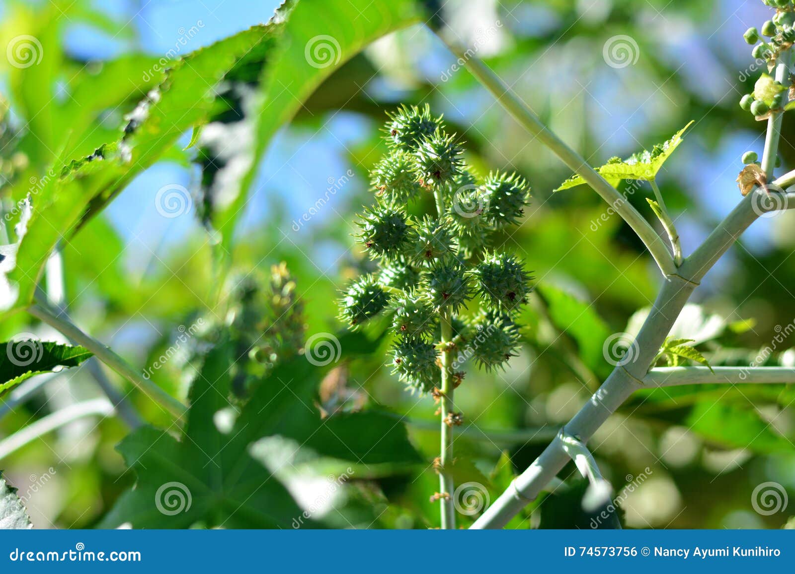 Tree castor stock photo. Image of tree, vegetation, castor - 74573756