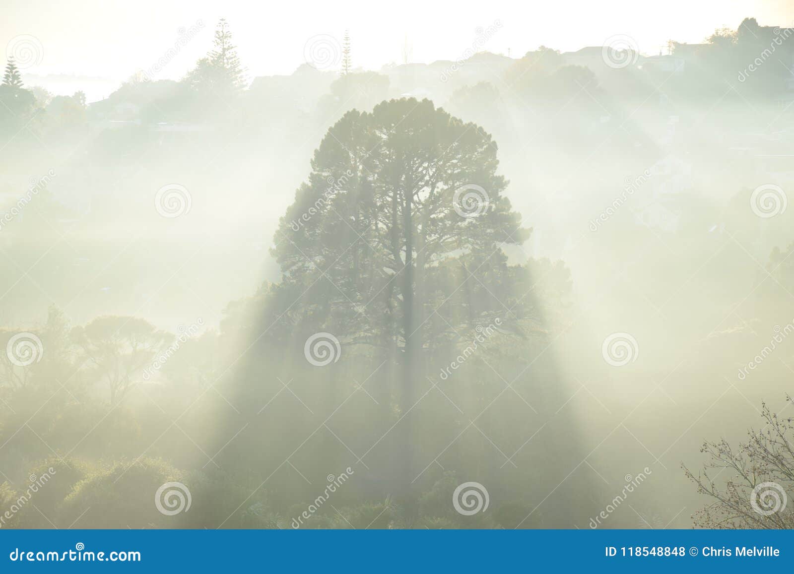 A Tree Casts Its Shadow on a Bright Misty Morning Stock Photo - Image ...