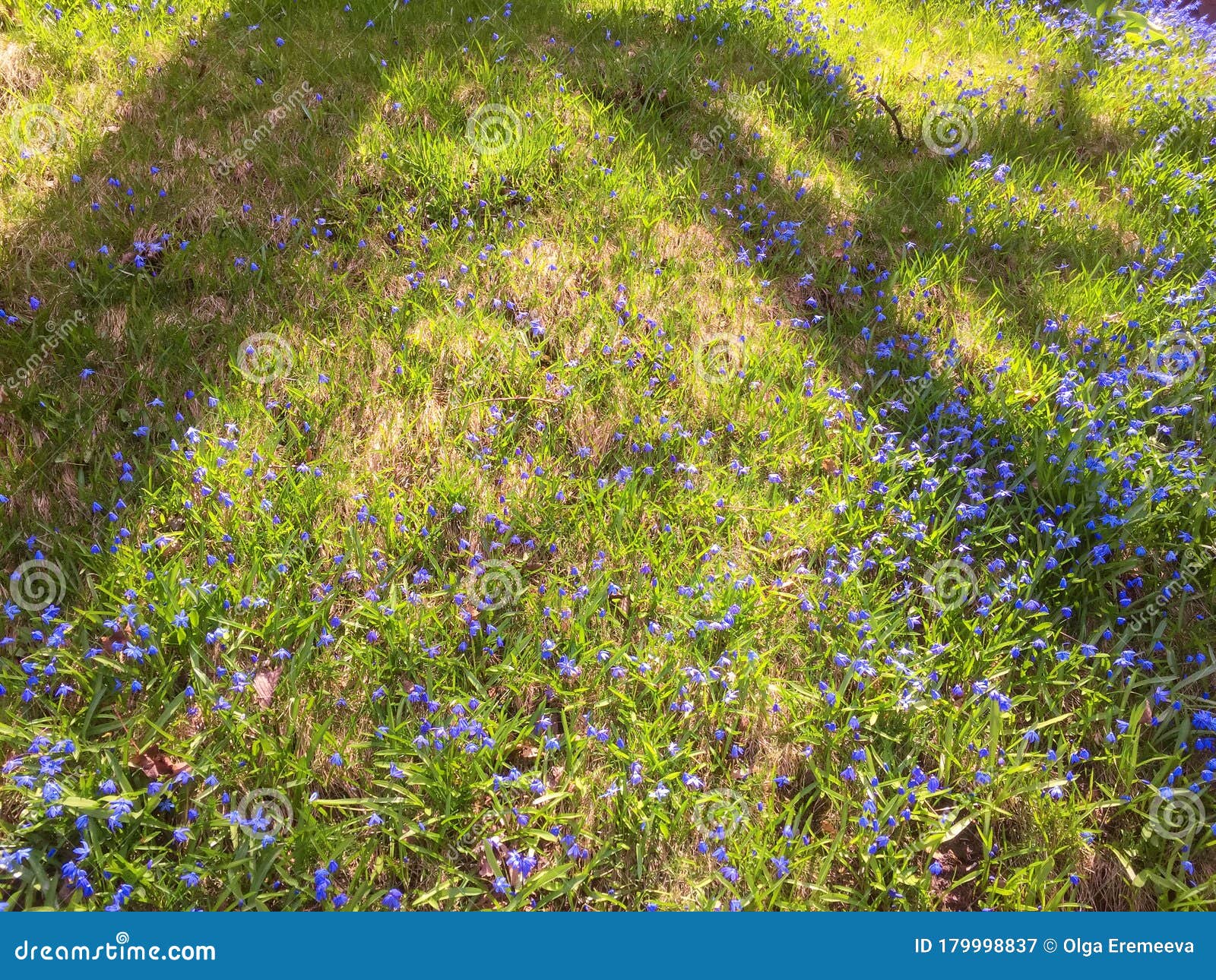 Tree Casts Shadow on Green Grass and Blue Snowdrop Flowers Stock Image ...
