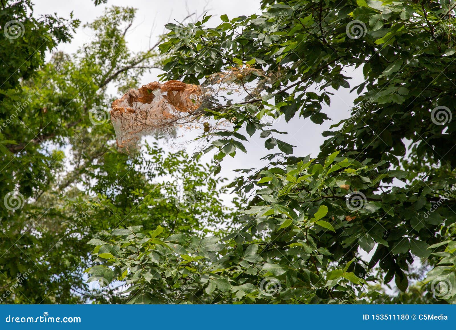 Tree with Caterpillar Web on Leaves Stock Photo - Image of garden ...
