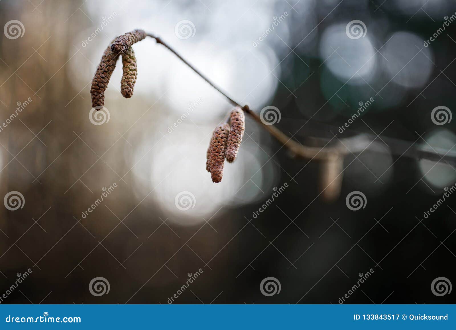 Tree Catkins in Early Spring Stock Image - Image of birch, color: 133843517