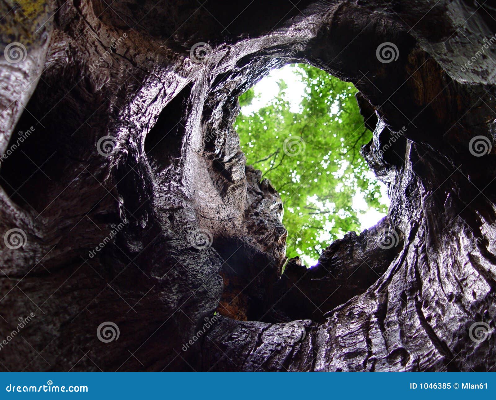 Tree cave stock image. Image of hollow, rottennes, hole - 1046385