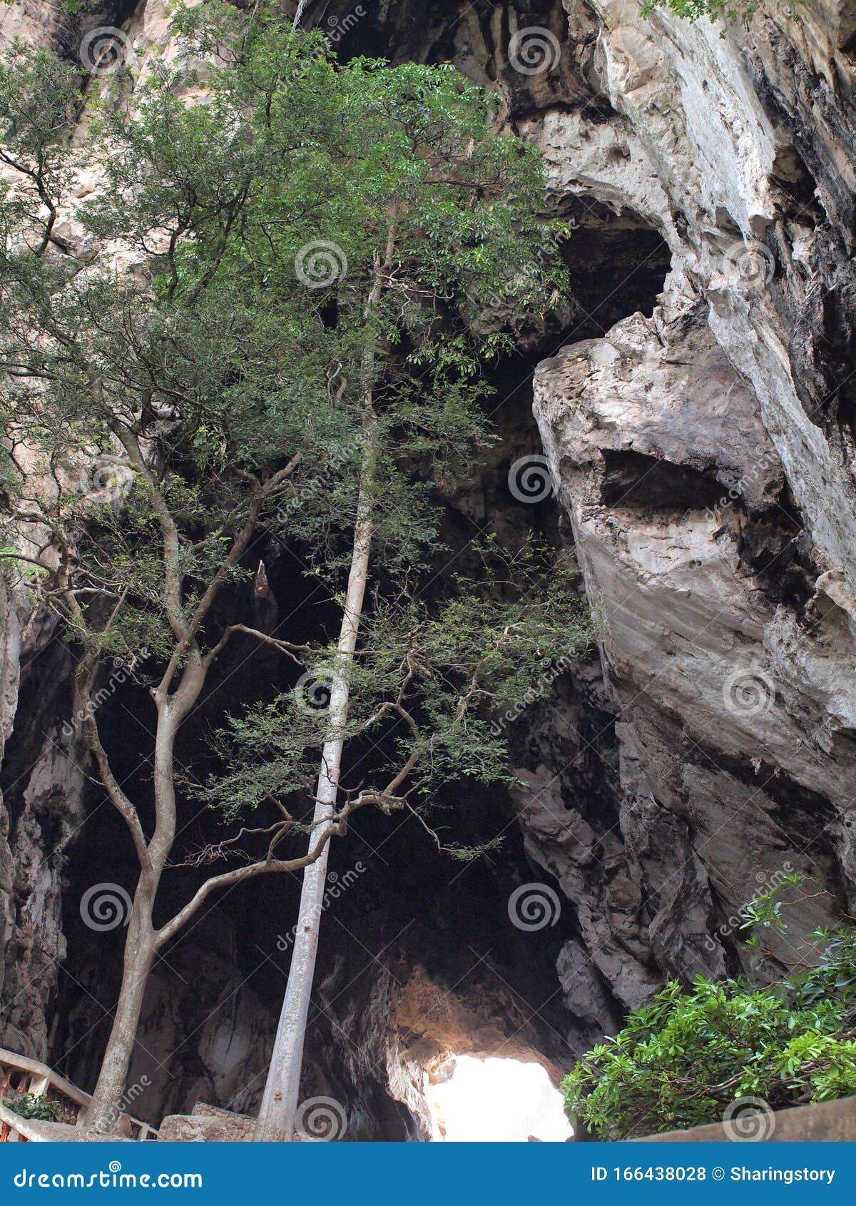 Tree in cave stock photo. Image of tourism, dramatic - 166438028