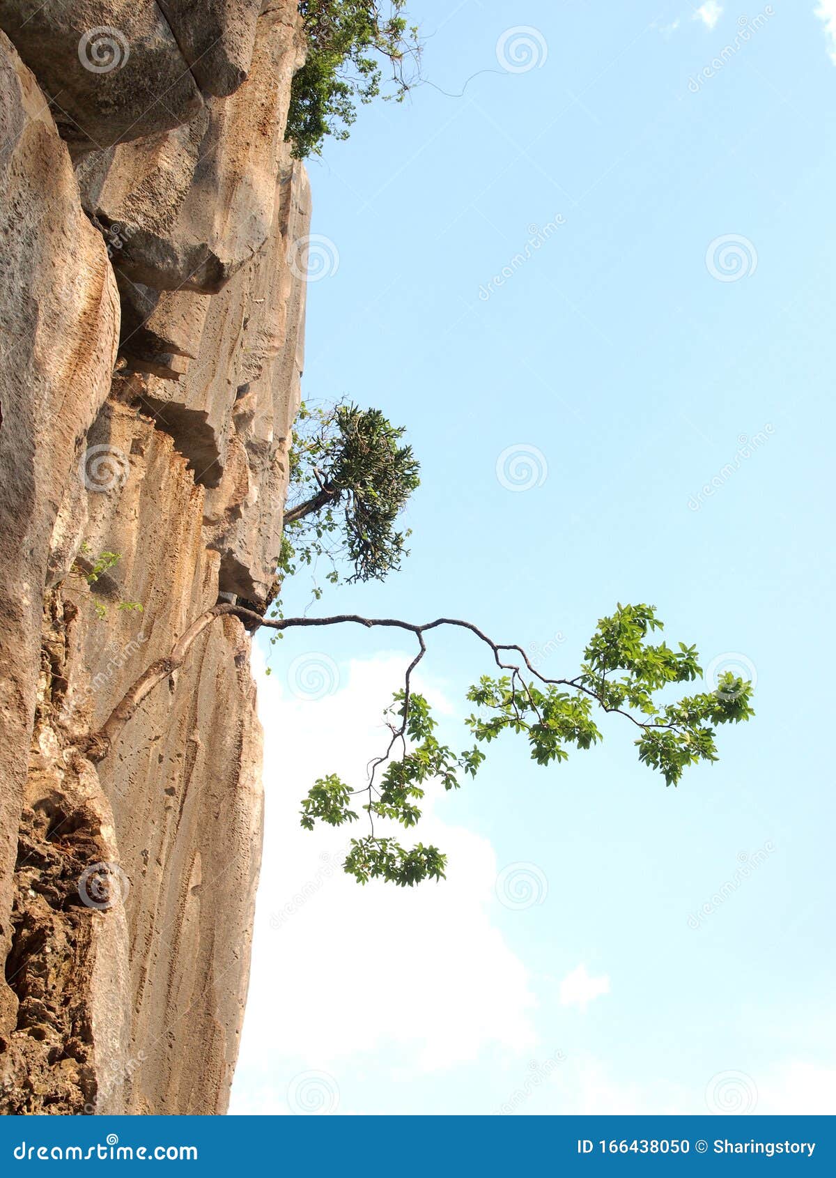 Tree in cave stock photo. Image of ancient, cave, adventure - 166438050