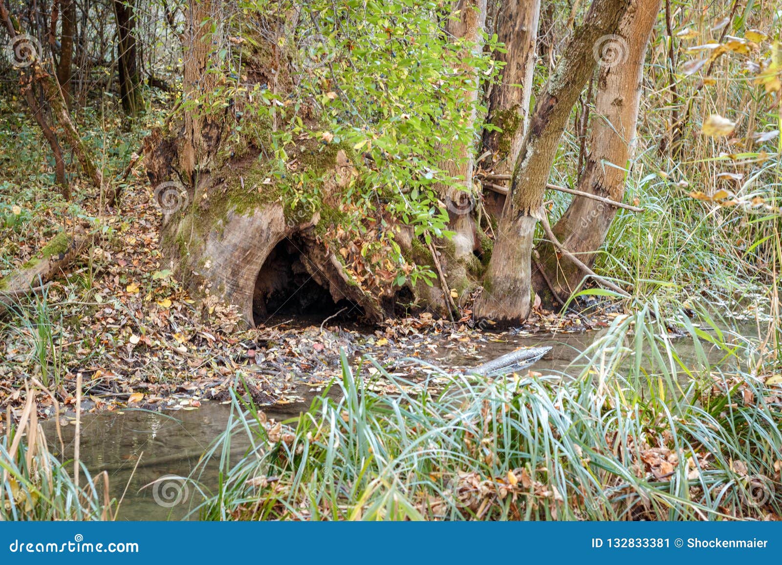 Tree cave in the forest stock image. Image of leaves - 132833381