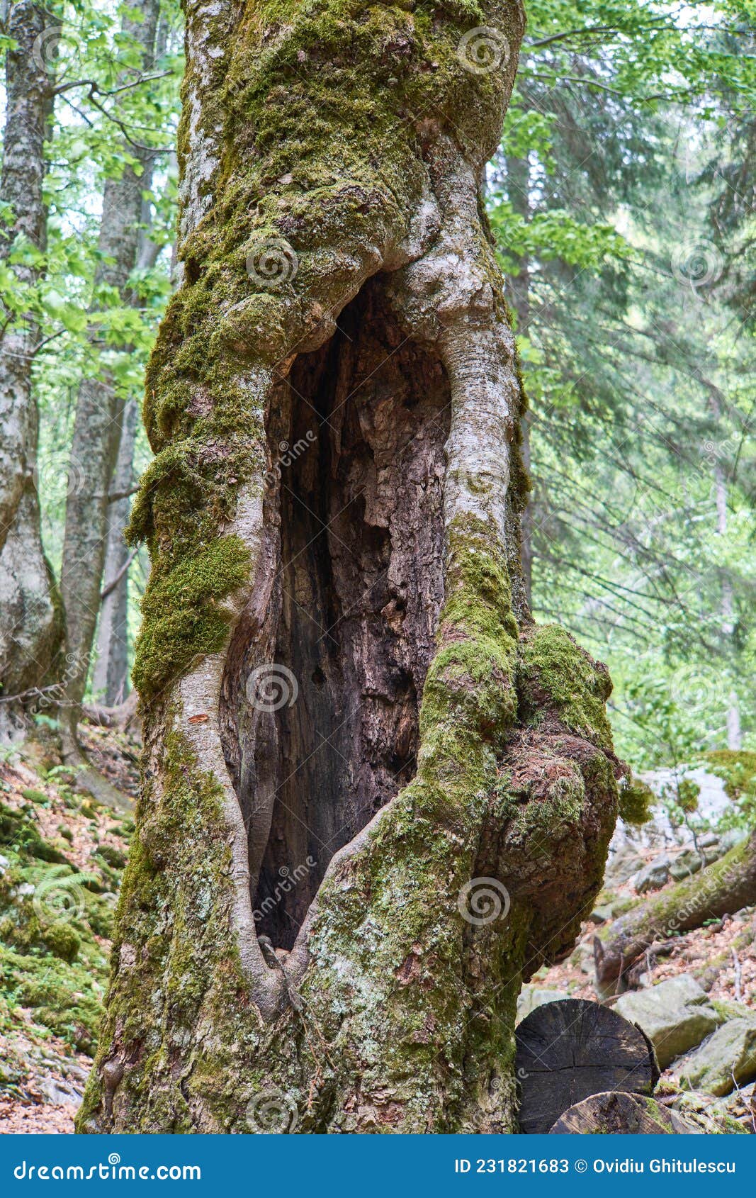 Tree Cavities Tree Trunk in Forest Covered with Moss and Grass Stock ...