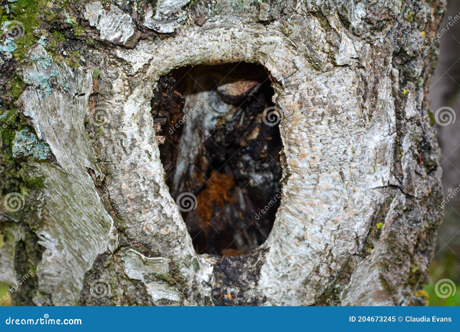 Tree Cavity, Close Up in Nature Stock Image - Image of cave, nature ...